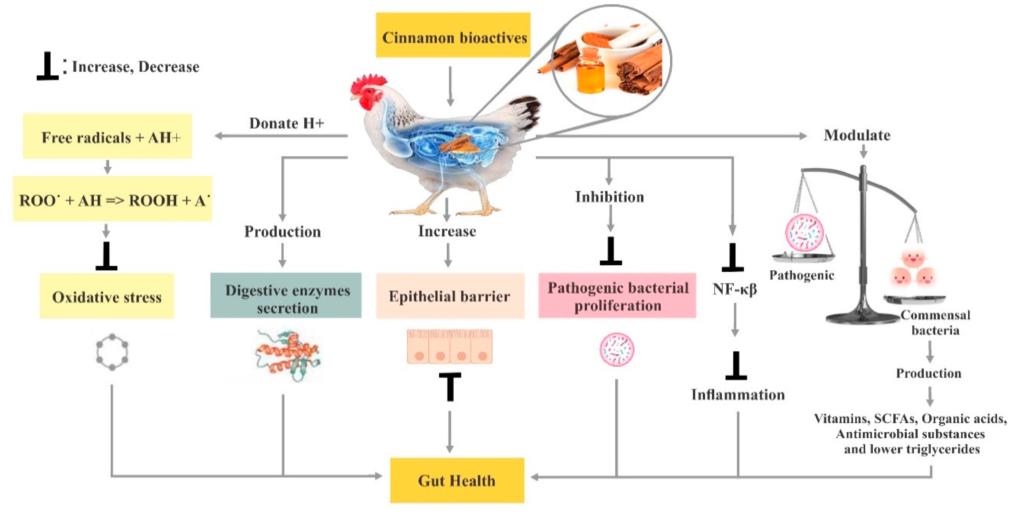 The Impact of Feed Quality on Poultry Health: Boost Production - AKIJ ...